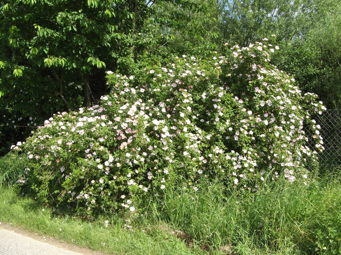 Wildrosen – Kurzbeschreibung heimischer Gehölze - LfL