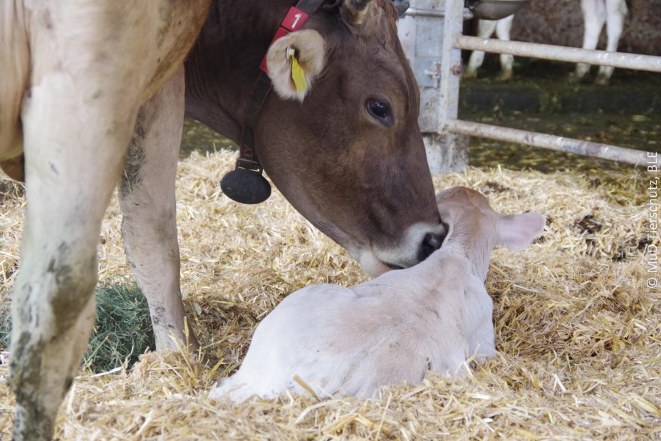 Kuhgebundene Kälberaufzucht: TUM, HSWT und LfL forschen gemeinsam - LfL
